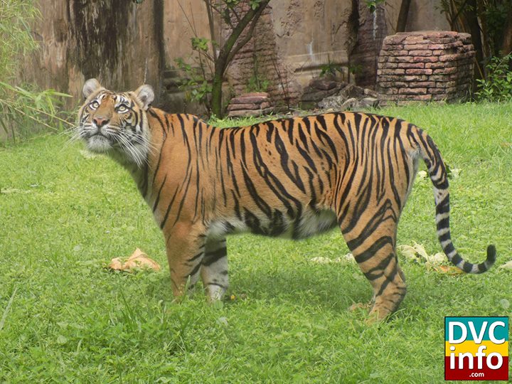 Updates on Sumatran Tiger Cubs in DAK | DVCinfo Community