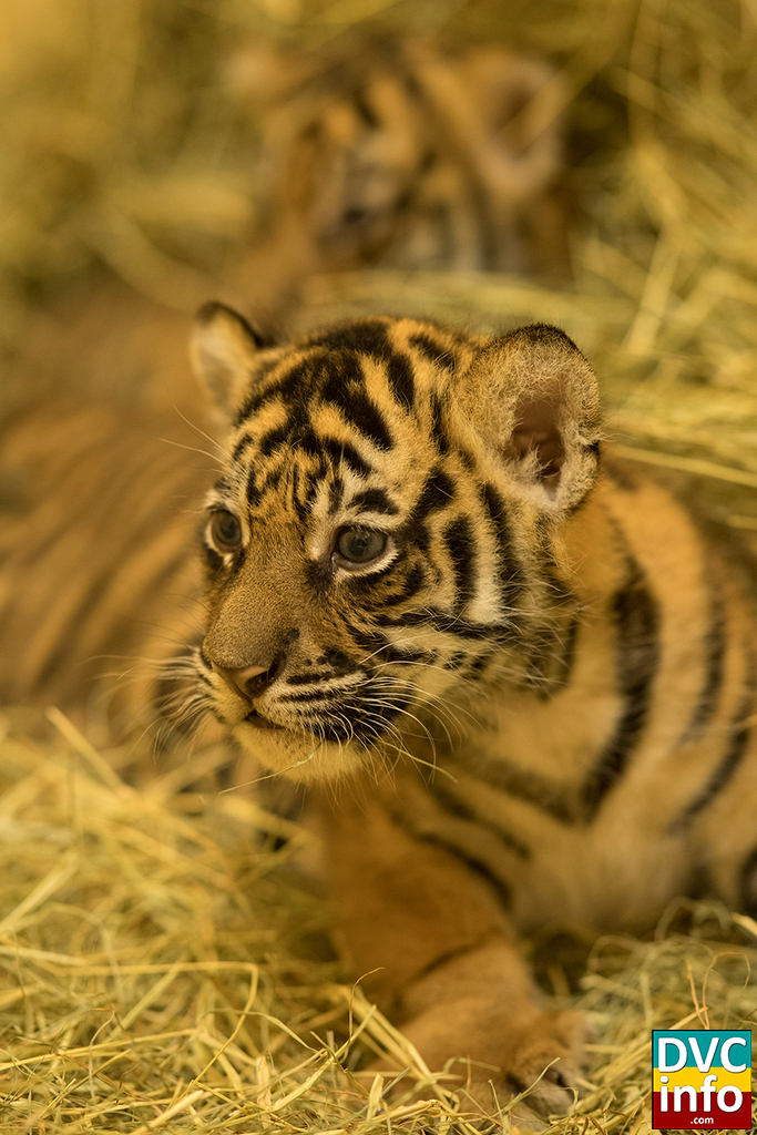 Updates on Sumatran Tiger Cubs in DAK | DVCinfo Community